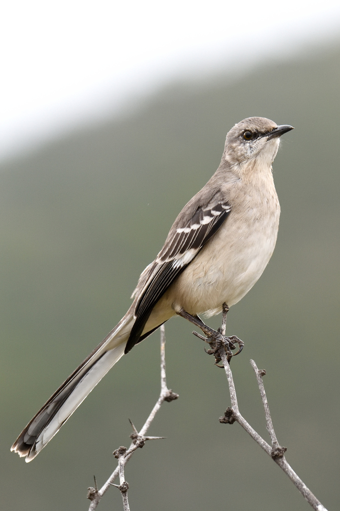 Northern Mockingbird from Bustamante, N.L., México on December 6, 2024 ...