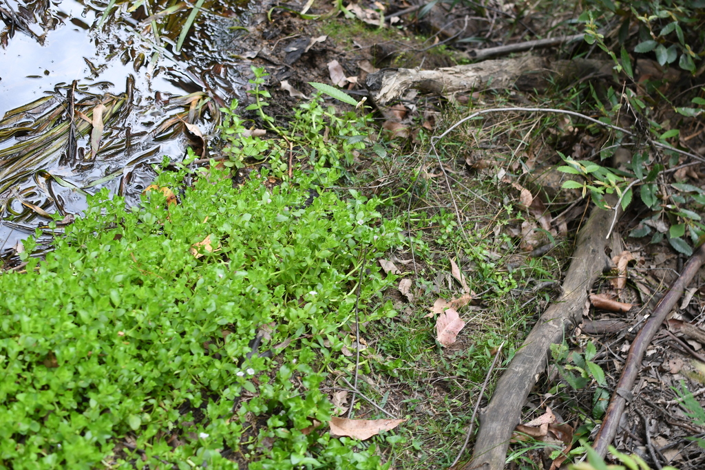 Austral Brooklime from Cockwhy NSW 2539, Australia on November 26, 2024 ...