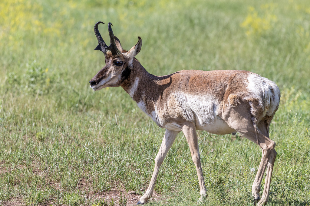 American Antelopes (Antilocapra) - Know Your Mammals