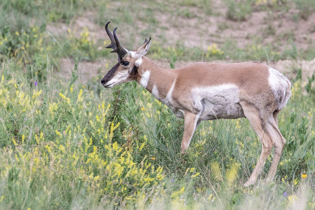 Pronghorn (Mammals of Colorado) · iNaturalist