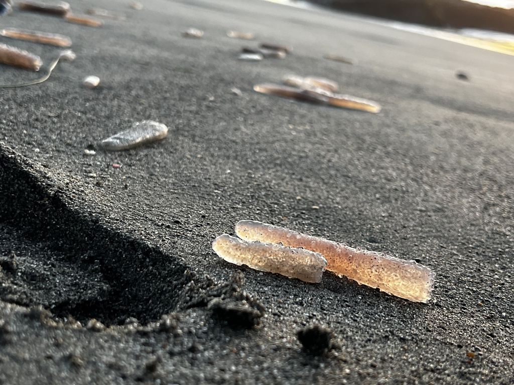 Pyrosoma atlanticum from Ten Mile Beach, Fort Bragg, CA, US on December ...
