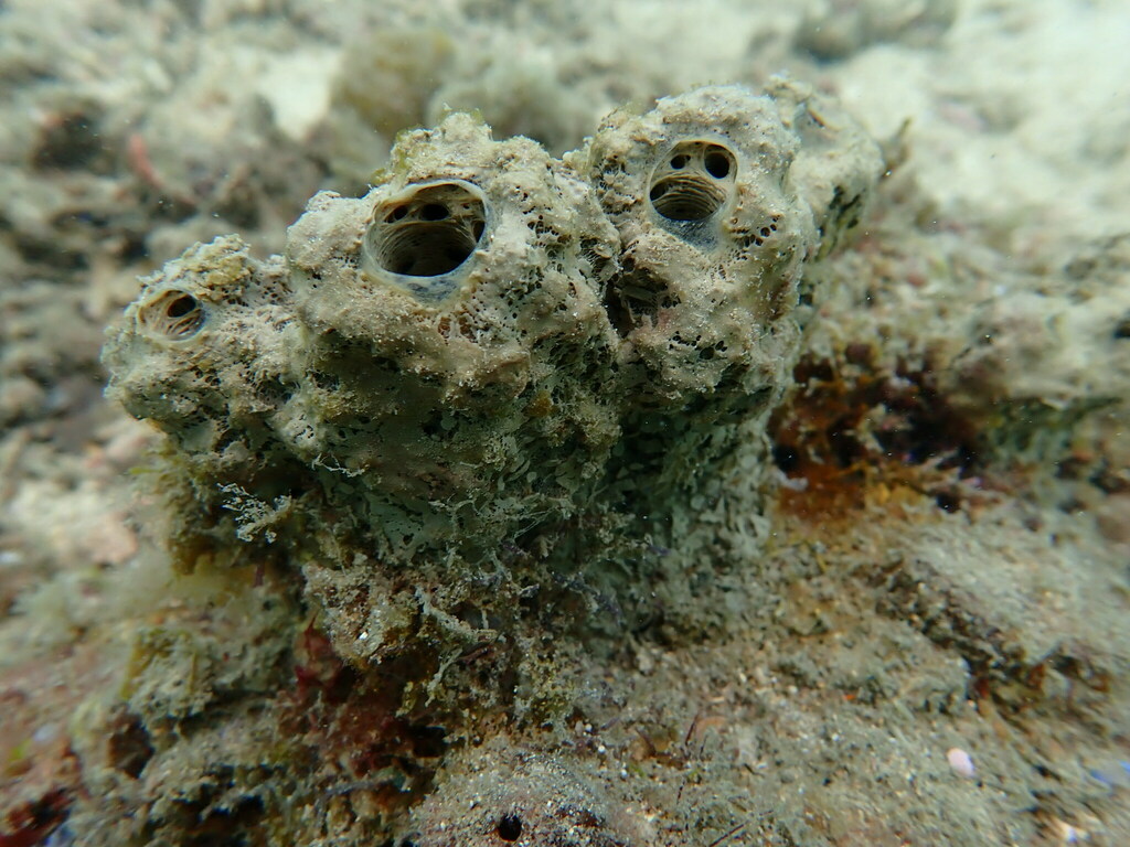 Liosina paradoxa from Wasini Channel, Kenya on December 2, 2024 at 09: ...