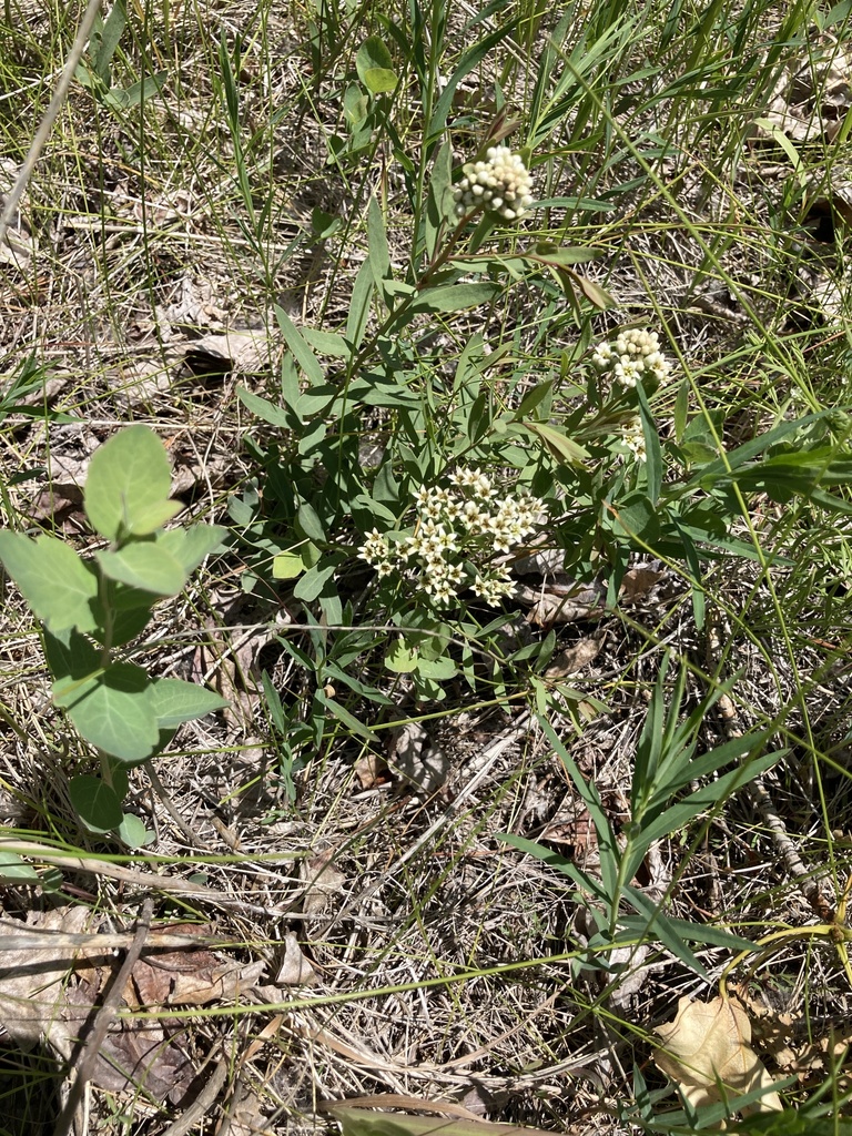 bastard toadflax from Southeast Calgary, Calgary, AB, Canada on June 20 ...