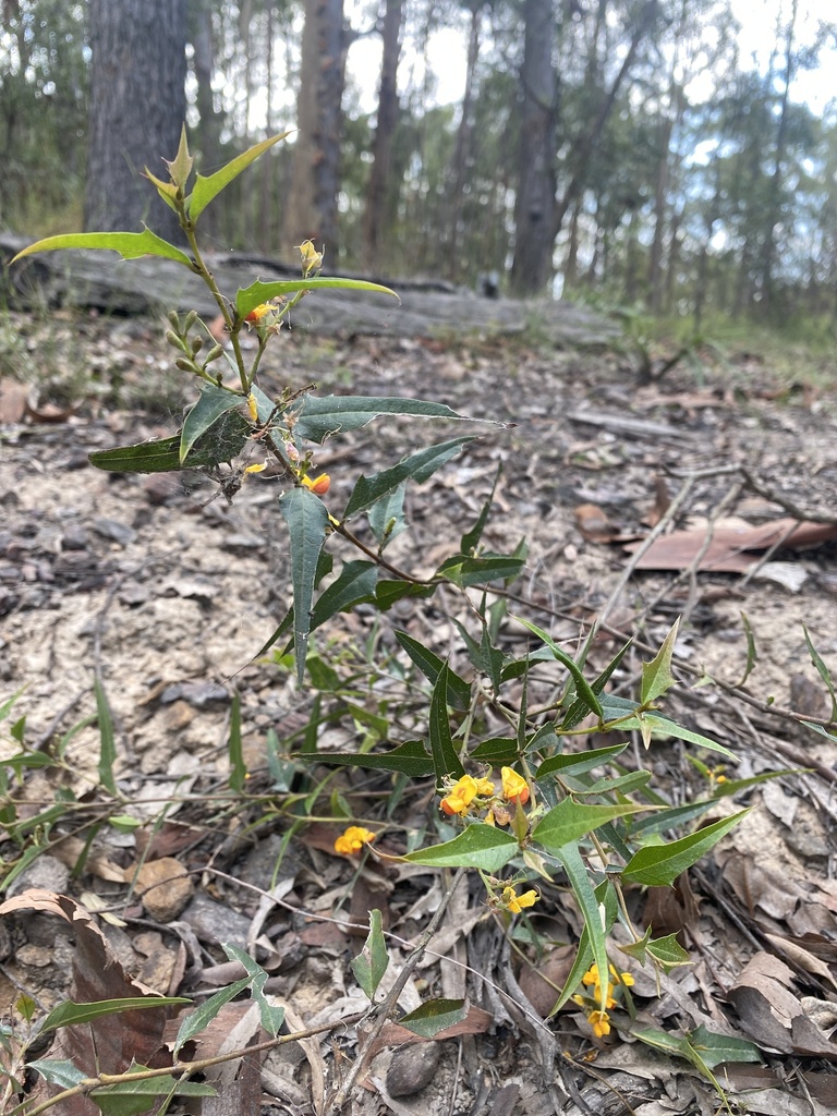 Podolobium ilicifolium from Erins Knob Rd, Neerdie, QLD, AU on December ...