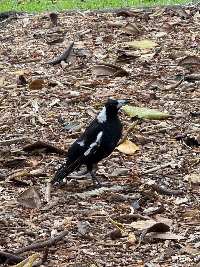 Australian Magpie from The Royal Botanic Gardens, Sydney, NSW, AU on ...