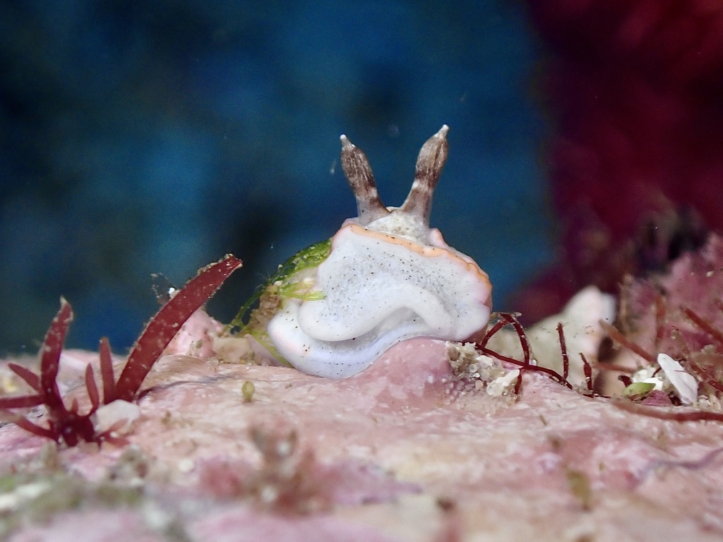 Nudibranchs from Tasman Sea, Sandy Beach, NSW, AU on November 15, 2024 ...