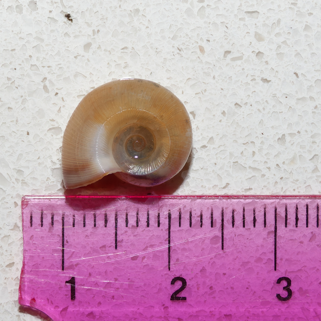 Planorbella from Three Oaks Recreation Area, Algonquin Township, IL ...