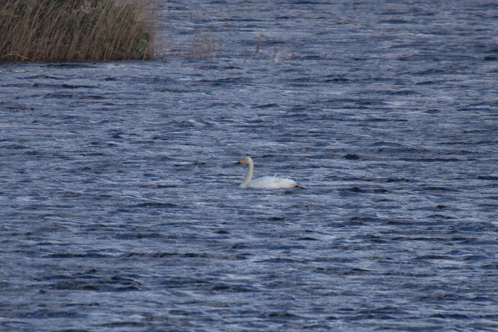 Bewick's Swan from Kuril'skiy rayon, Sakhalin, Russia on November 30 ...