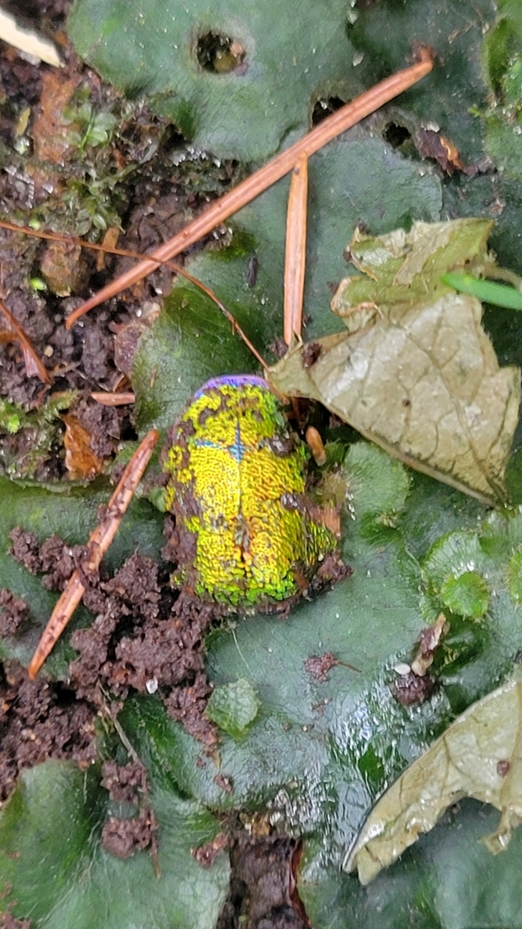 Clown Stink Bug from Jigokudani Yaen-Koen, 6845 Hirao, Yamanochi ...