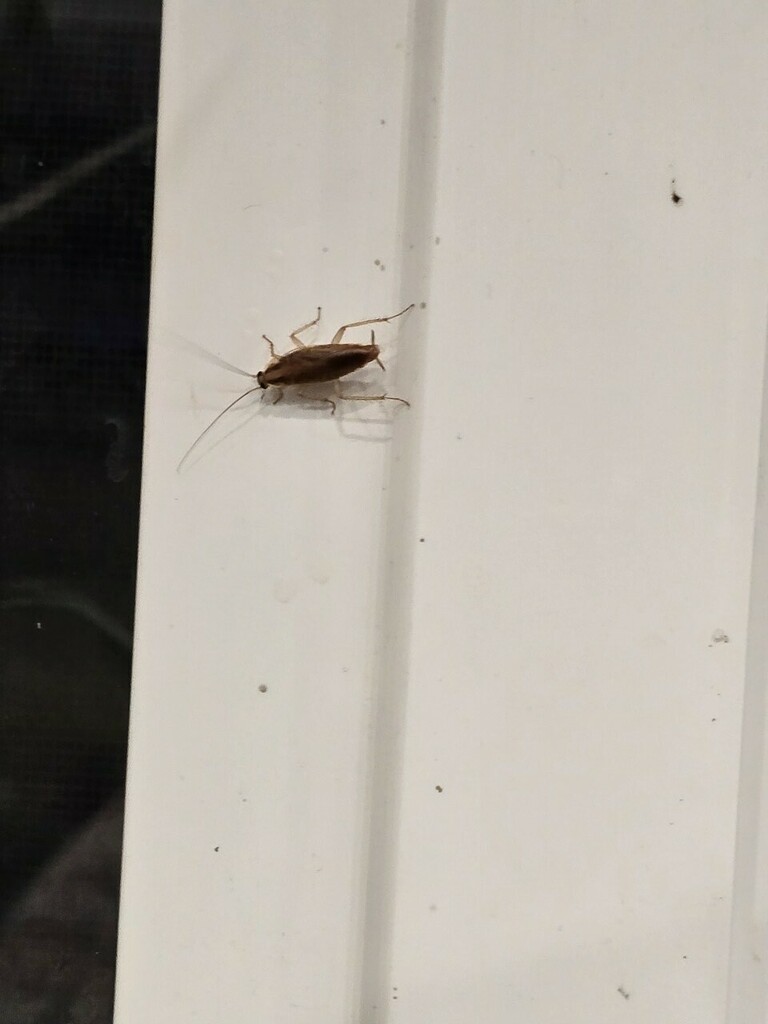 German Cockroach from 12257 Eckleson Pl, Cerritos, CA 90703, USA on ...