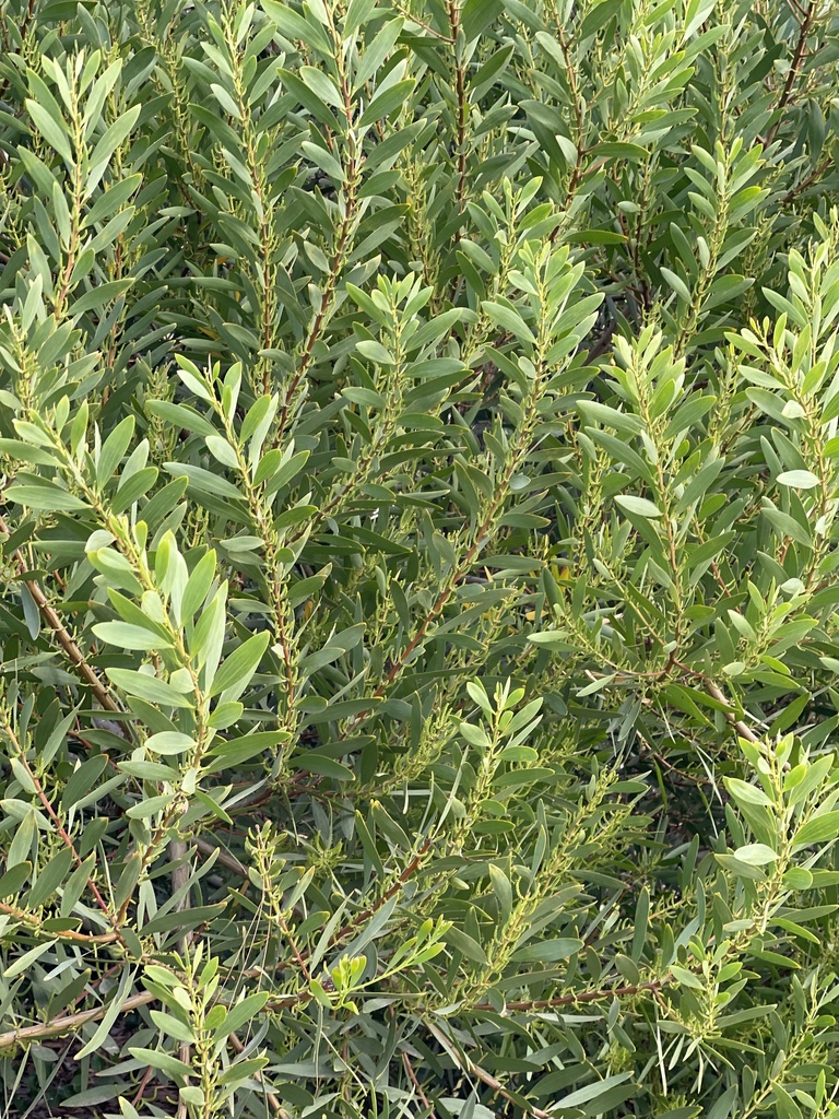 Longleaf Wattle from Mar Scenic Trail, San Diego, CA, US on December 8 ...