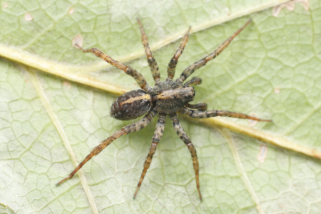 Small Striped Wolf Spiders from 澳大利亚南澳大利亚州康芒韦尔斯希尔 on December 7, 2024 ...