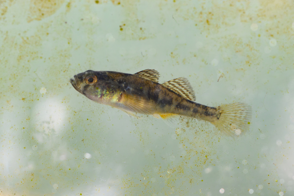 Micropercops swinhonis from 中国北京市朝阳区 on December 9, 2024 at 10:18 AM by ...