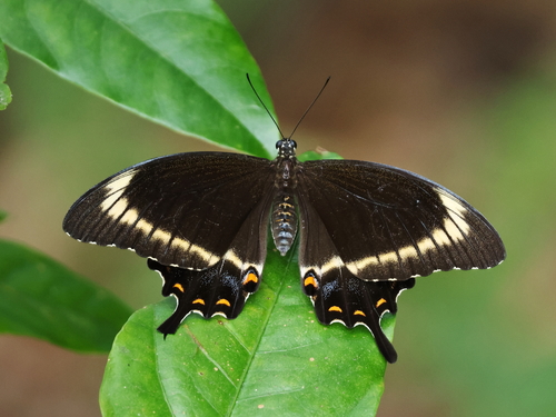 Capaneus Swallowtail (Papilio capaneus) · iNaturalist