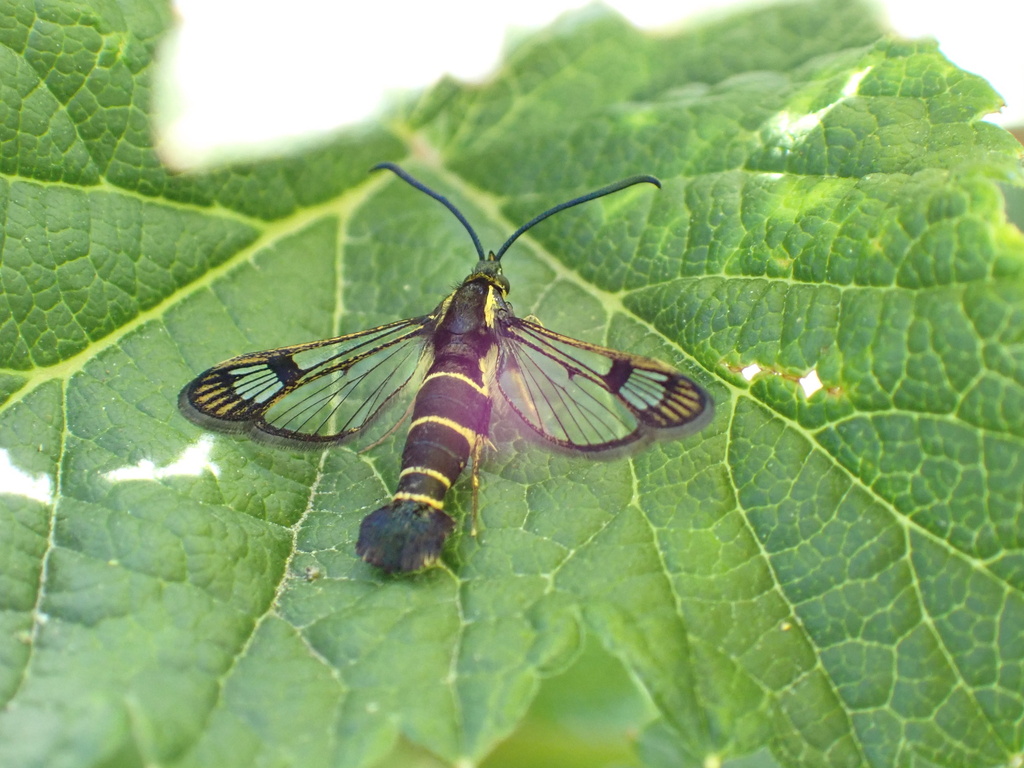 Currant Clearwing Moth from South Island / Te Waipounamu, Leeston ...