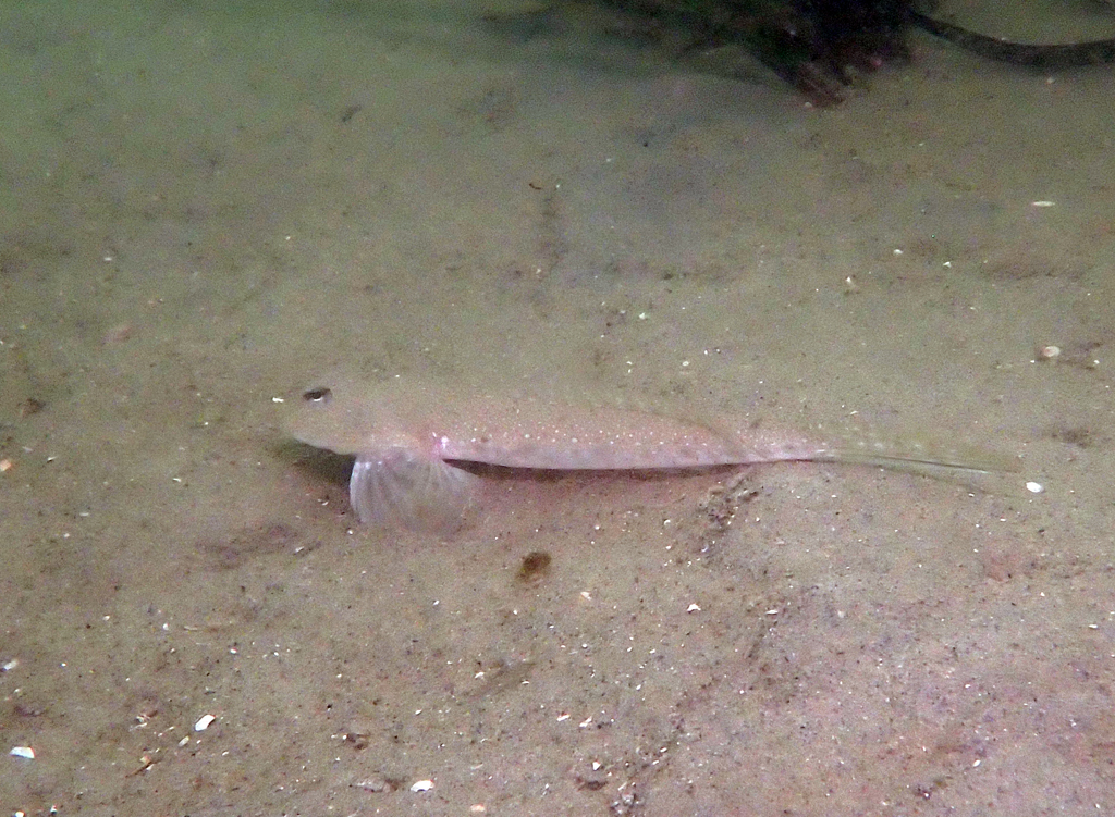 Stink-fish from Newcastle NSW, Australia on December 08, 2024 at 07:11 ...