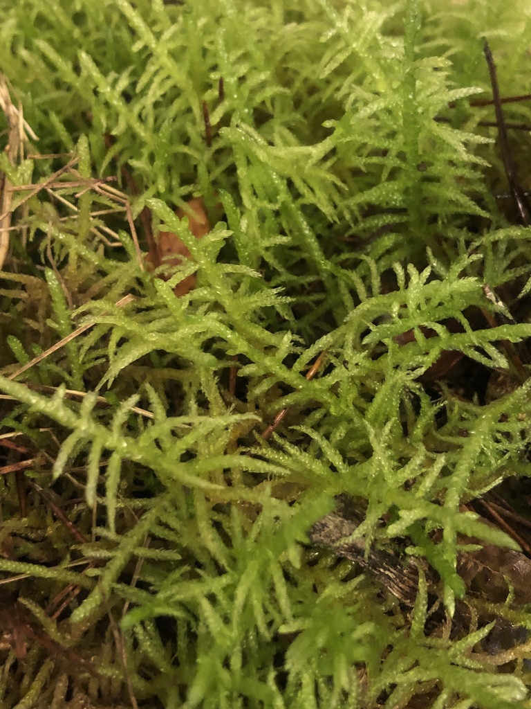 Neat Feather-moss from Allée des Lilas, Aix-en-Provence, Provence-Alpes ...