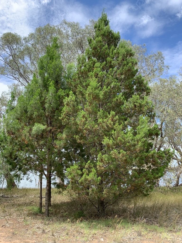 Slender Cypress-pine from Lake Meran Wildlife Reserve, Lake Meran, VIC ...