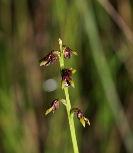 Genoplesium tectum · iNaturalist