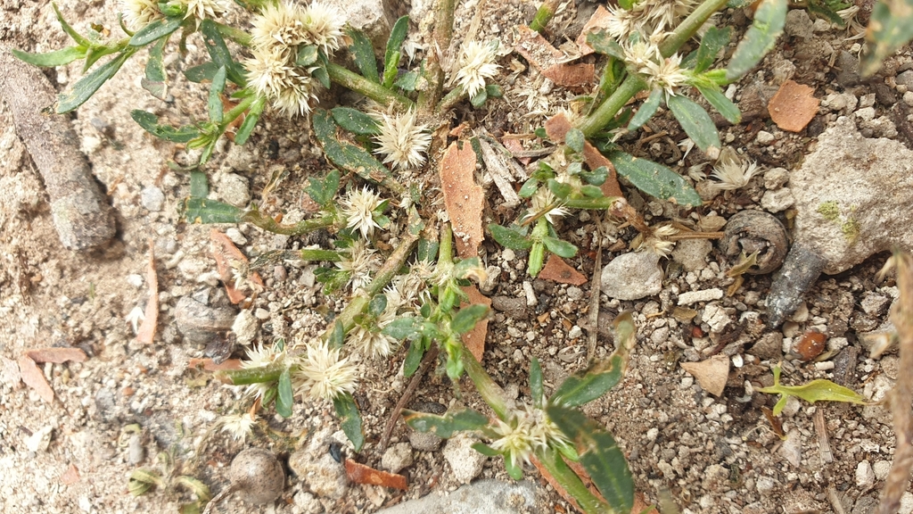 Lesser Joyweed from Morgan SA 5320, Australia on December 9, 2024 at 11 ...