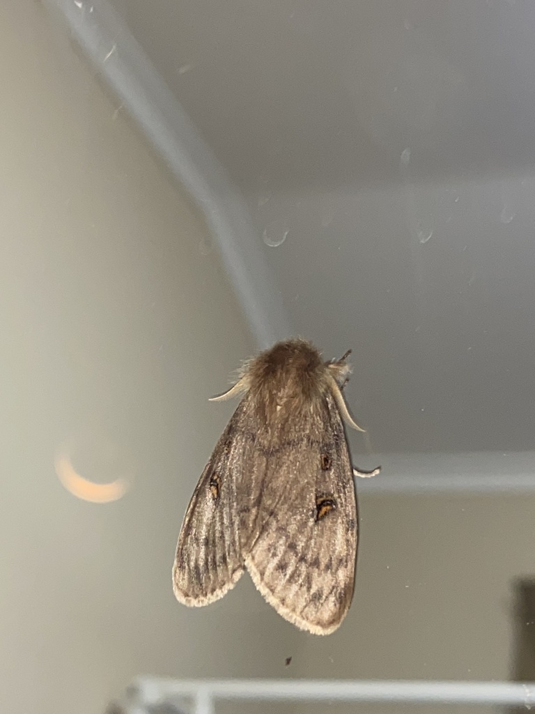 White Cedar Moth from Glenlyon, QLD, AU on December 9, 2024 at 08:57 PM ...