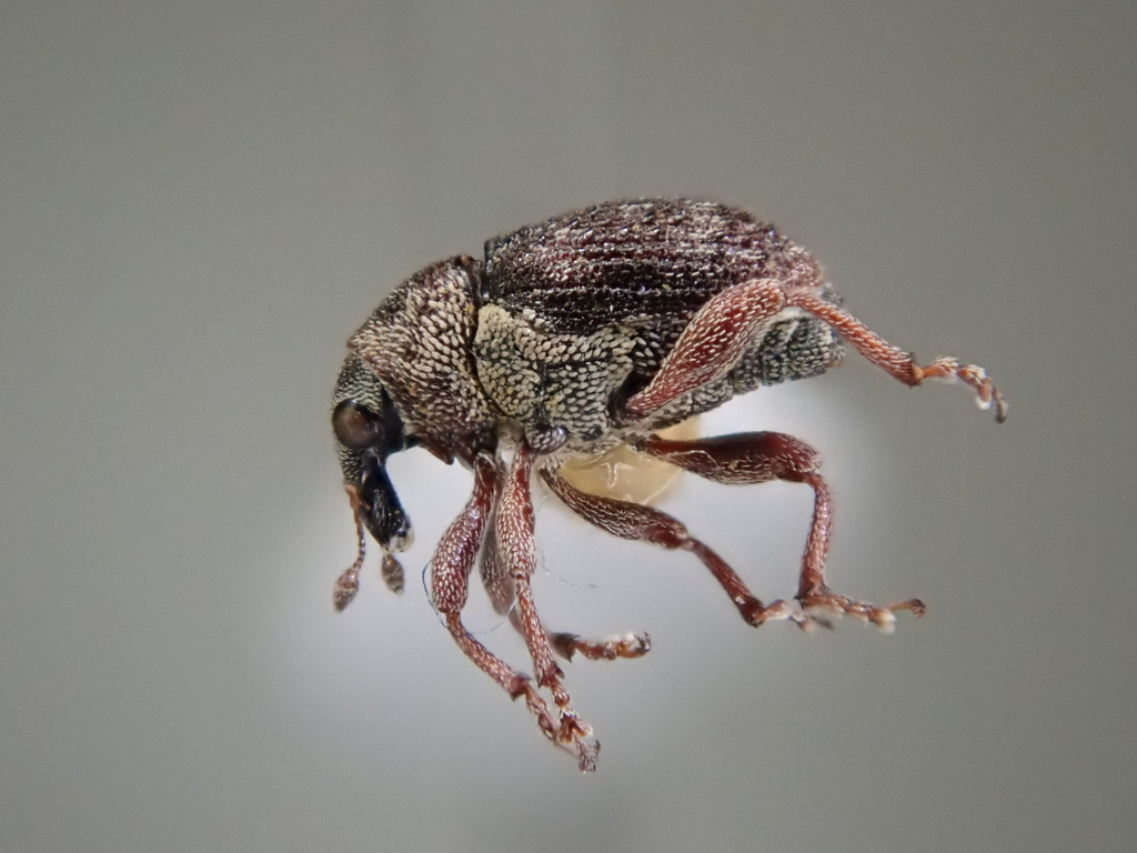 Rhinoncus australis from Bumboras Reserve, Norfolk Island on October 7 ...