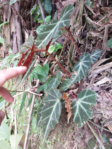 Begonia angularis · NaturaLista Colombia