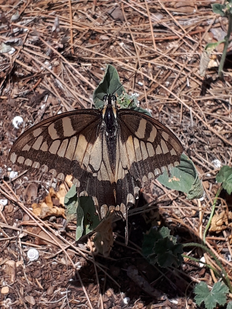 Old World Swallowtail from Pylos 240 01, Griechenland on July 28, 2018 ...