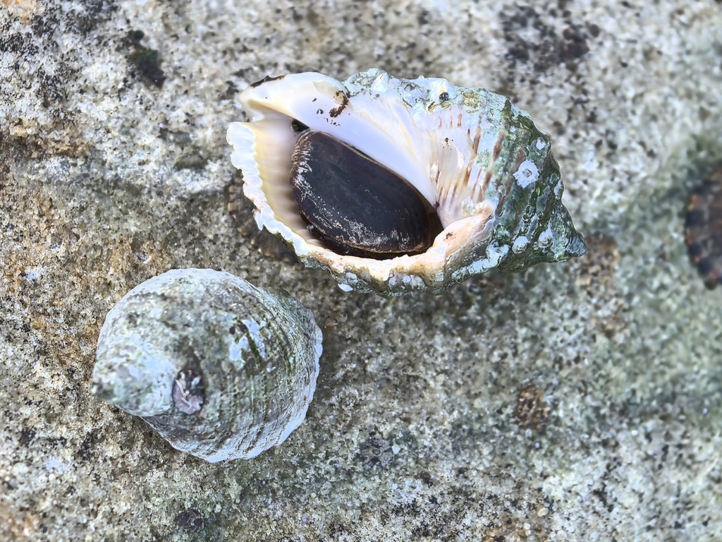 Cart-Rut Shell from Cronulla, New South Wales, Australia on November 18 ...