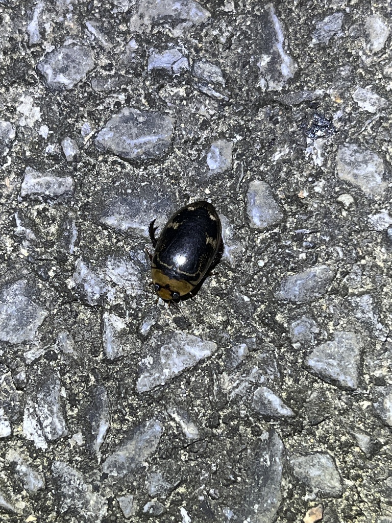 Hydaticus pacificus in December 2024 by Nakatada Wachi · iNaturalist