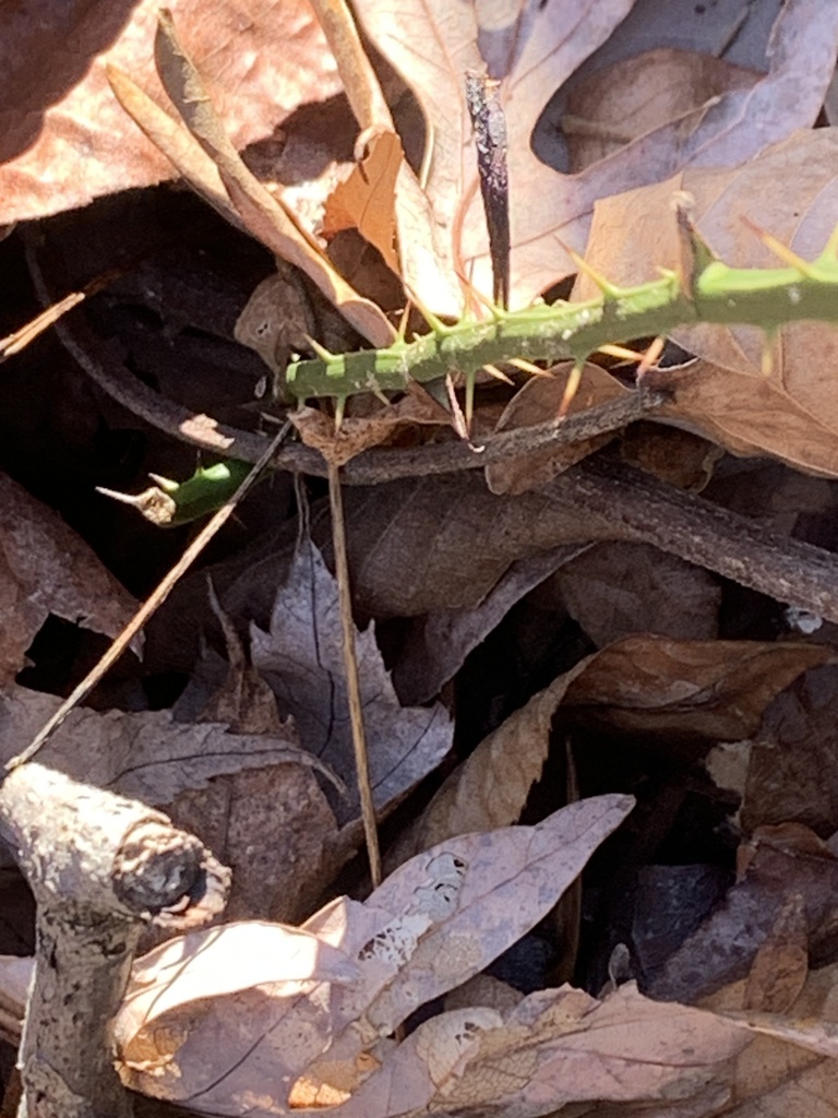 greenbriers from Wayne National Forest, Nelsonville, OH, US on December ...