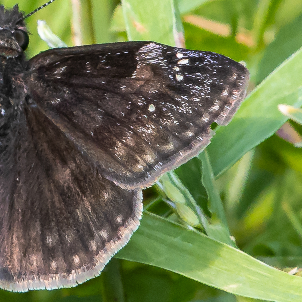 Wild Indigo Duskywing from Bedminster, NJ 07921, USA on August 25, 2020 ...