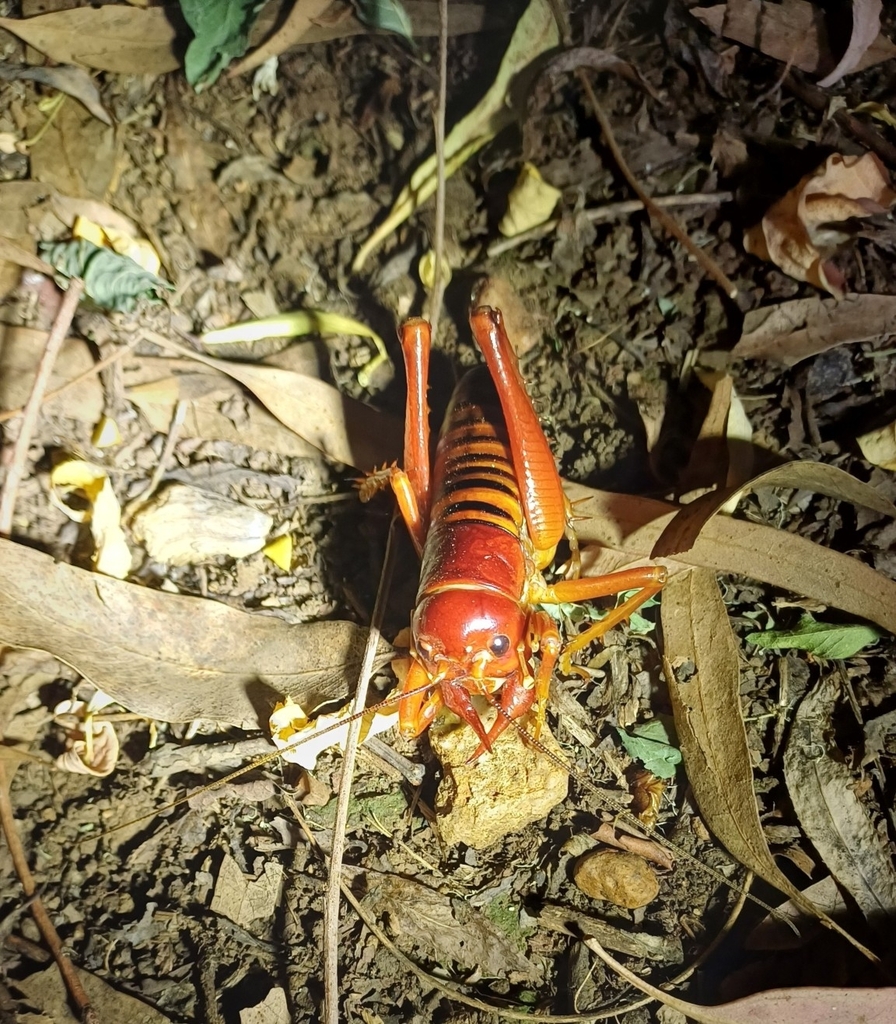 Parktown Prawn from Magaliesburg, 1739, South Africa on December 07 ...
