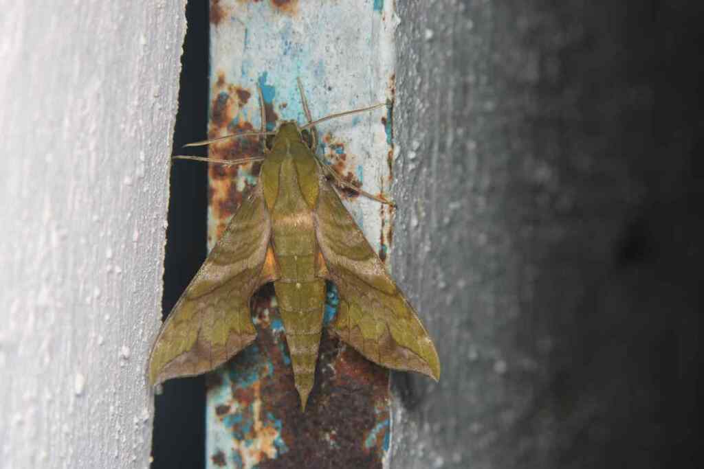 Polilla esfinge verde (Selected Lepidoptera of the Yaracuy River Basin ...
