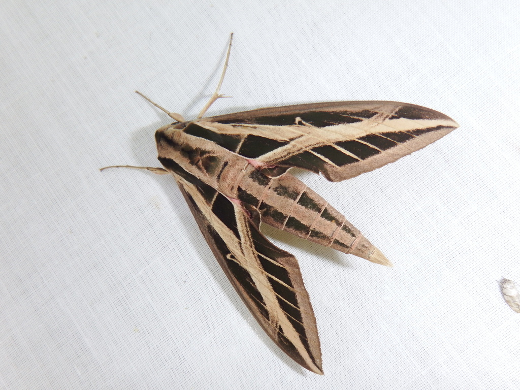 Polilla Esfinge Bandeada (Selected Lepidoptera of the Yaracuy River ...
