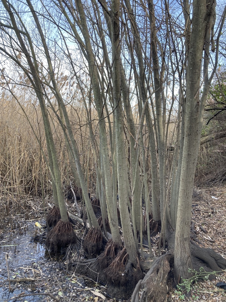 Rusty Willow from Highland Park, New York, NY, US on December 8, 2024 ...