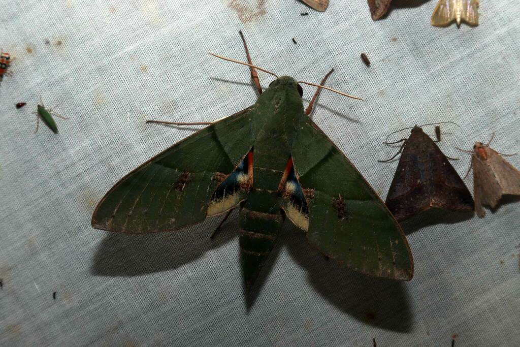 Polilla esfinge llamativa (Selected Lepidoptera of the Yaracuy River ...