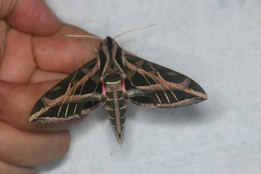 Polilla esfinge de las lianas (Selected Lepidoptera of the Yaracuy ...