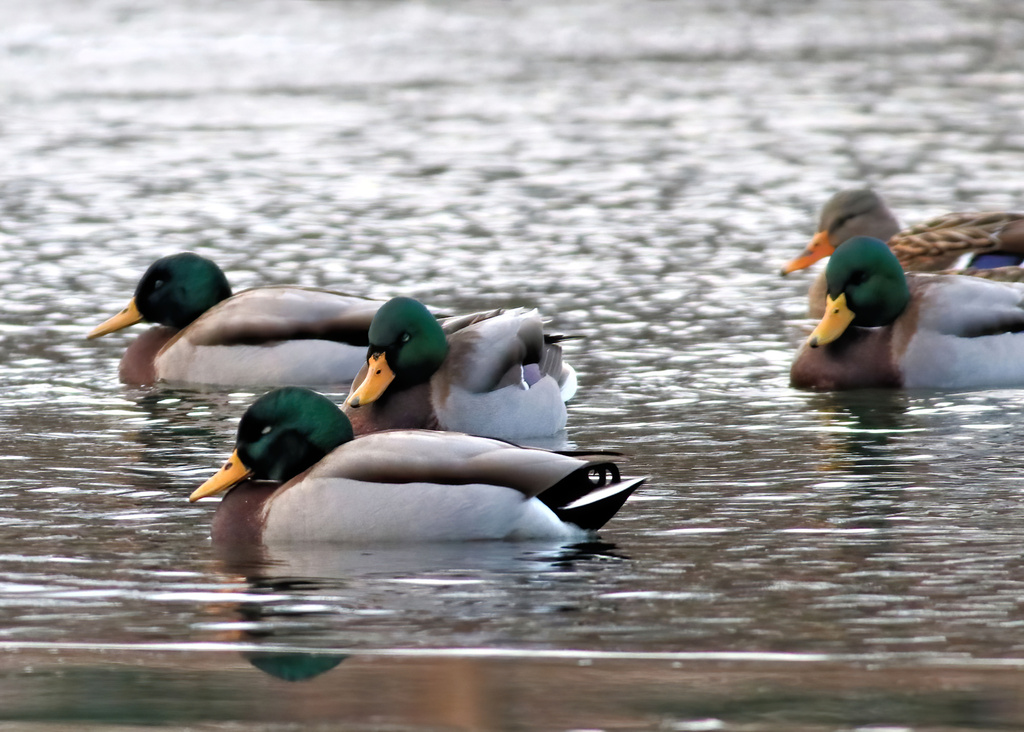 Mallard from Coe Lake, Berea, OH 44017, USA on December 7, 2024 at 04: ...