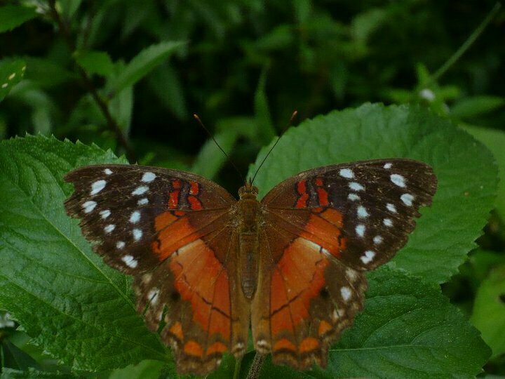 Mariposa pavo real roja (Selected Lepidoptera of the Yaracuy River ...