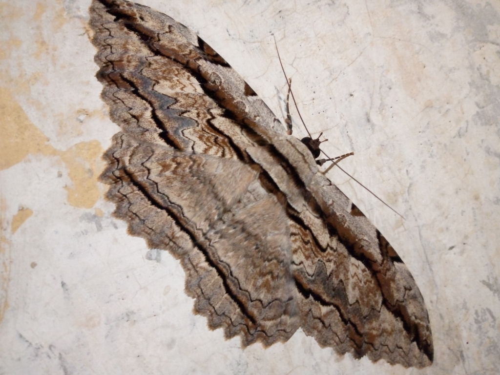 Polilla búho (Selected Lepidoptera of the Yaracuy River Basin ...