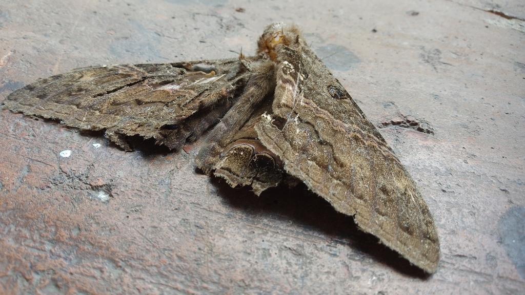 Polilla Bruja (Selected Lepidoptera of the Yaracuy River Basin ...