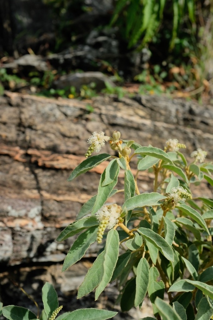 Yellow Balsam from Upper Prince's Quarter, Sint Maarten on December 8 ...