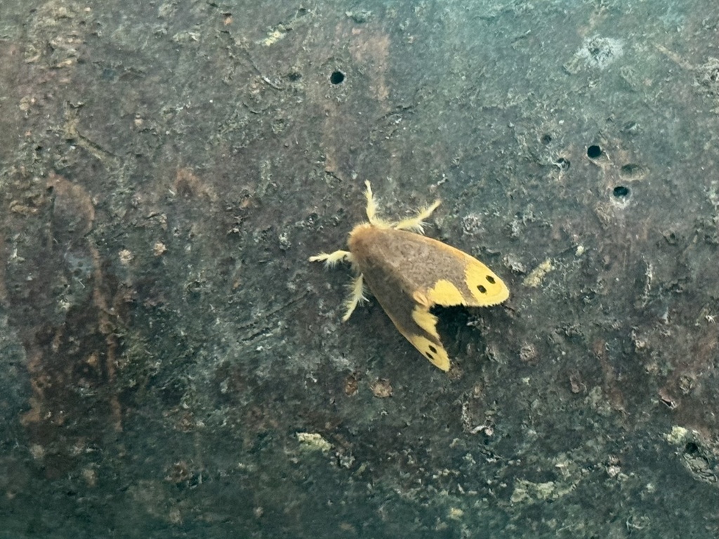 Arna bipunctapex from Borneo, Tambunan, Sabah, MY on December 09, 2024 ...