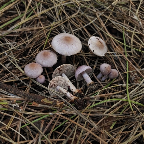 Complejo Inocybe lilacina · NaturaLista Colombia