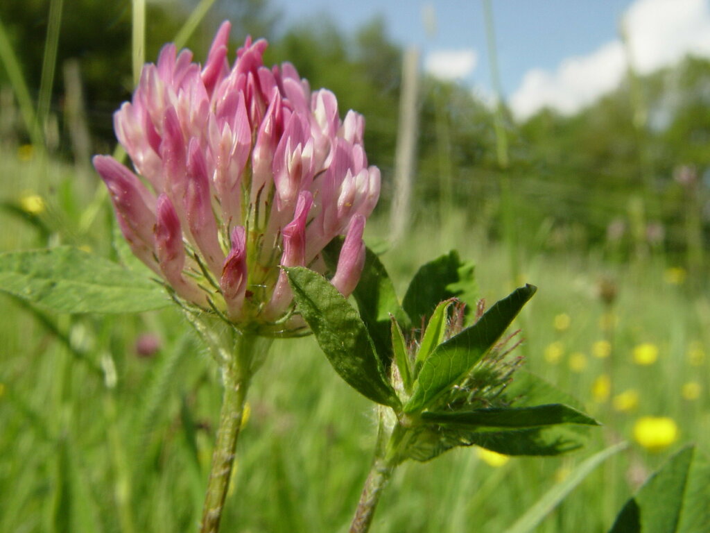 Red Clover from 63897 Miltenberg, Deutschland on May 9, 2005 at 03:05 ...