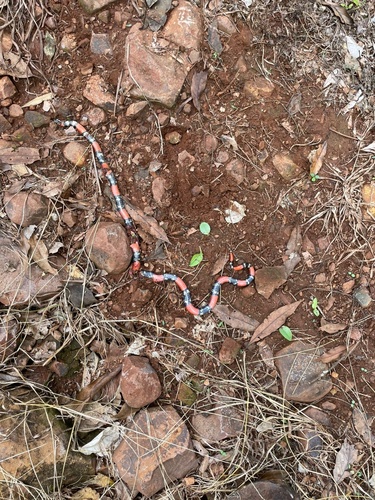 Uruguayan Coralsnake (Micrurus altirostris) - Snakes and Lizards