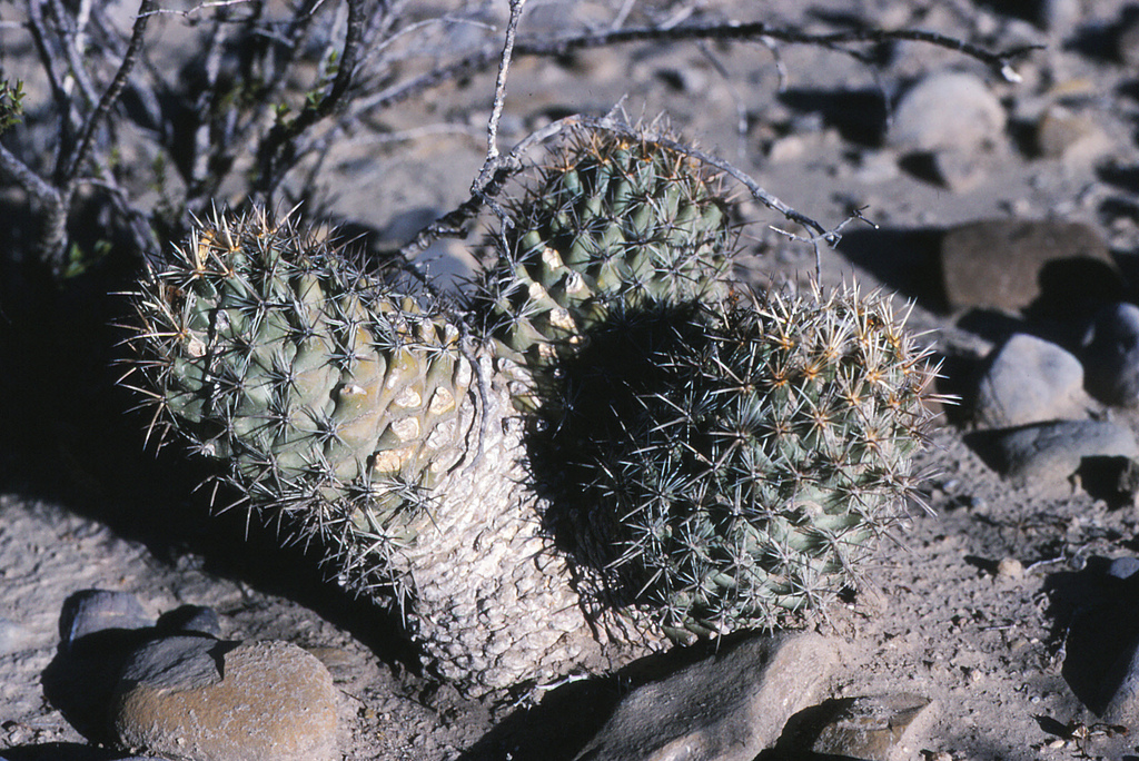 Coryphantha difficilis from Parras, Coah., México on October 11, 1995 ...
