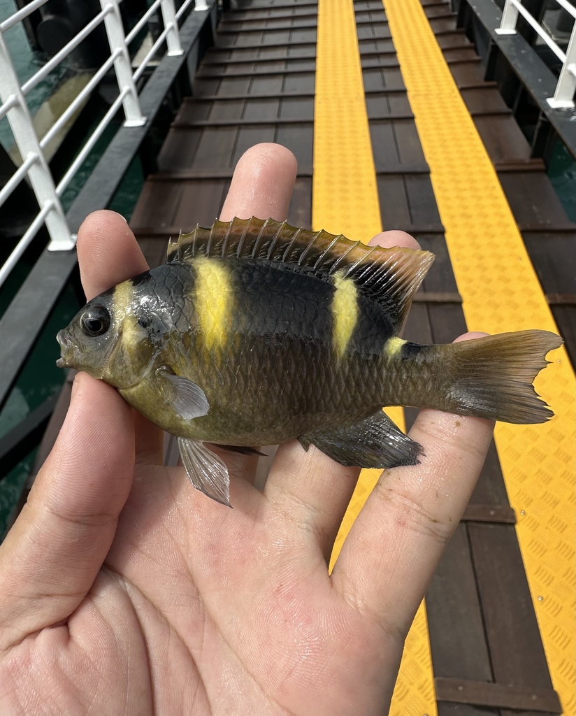 Banded Damselfish from Kusu Island(Pulau Tembakul), Singapore, SG, SG ...