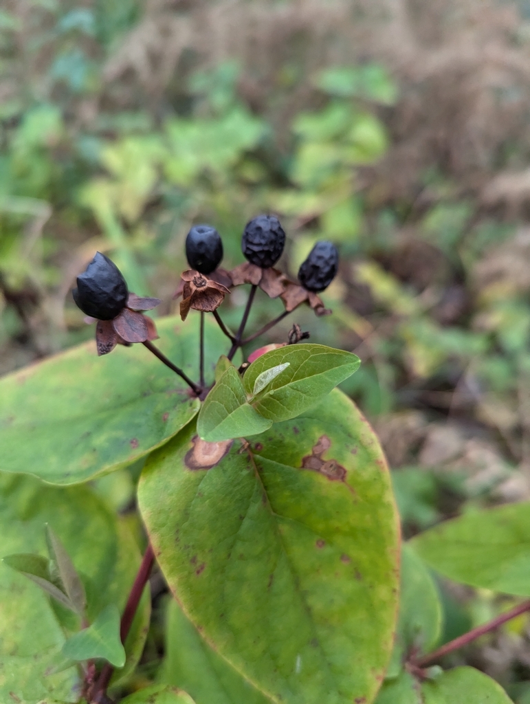Tutsan from Old Ewhurst Brickworks/Horsham La, Walliswood, Cranleigh ...